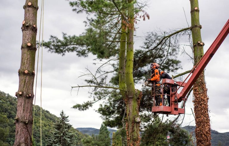 What Is The Meaning Of Arborist? | What Is The Work Of An Arborist ...